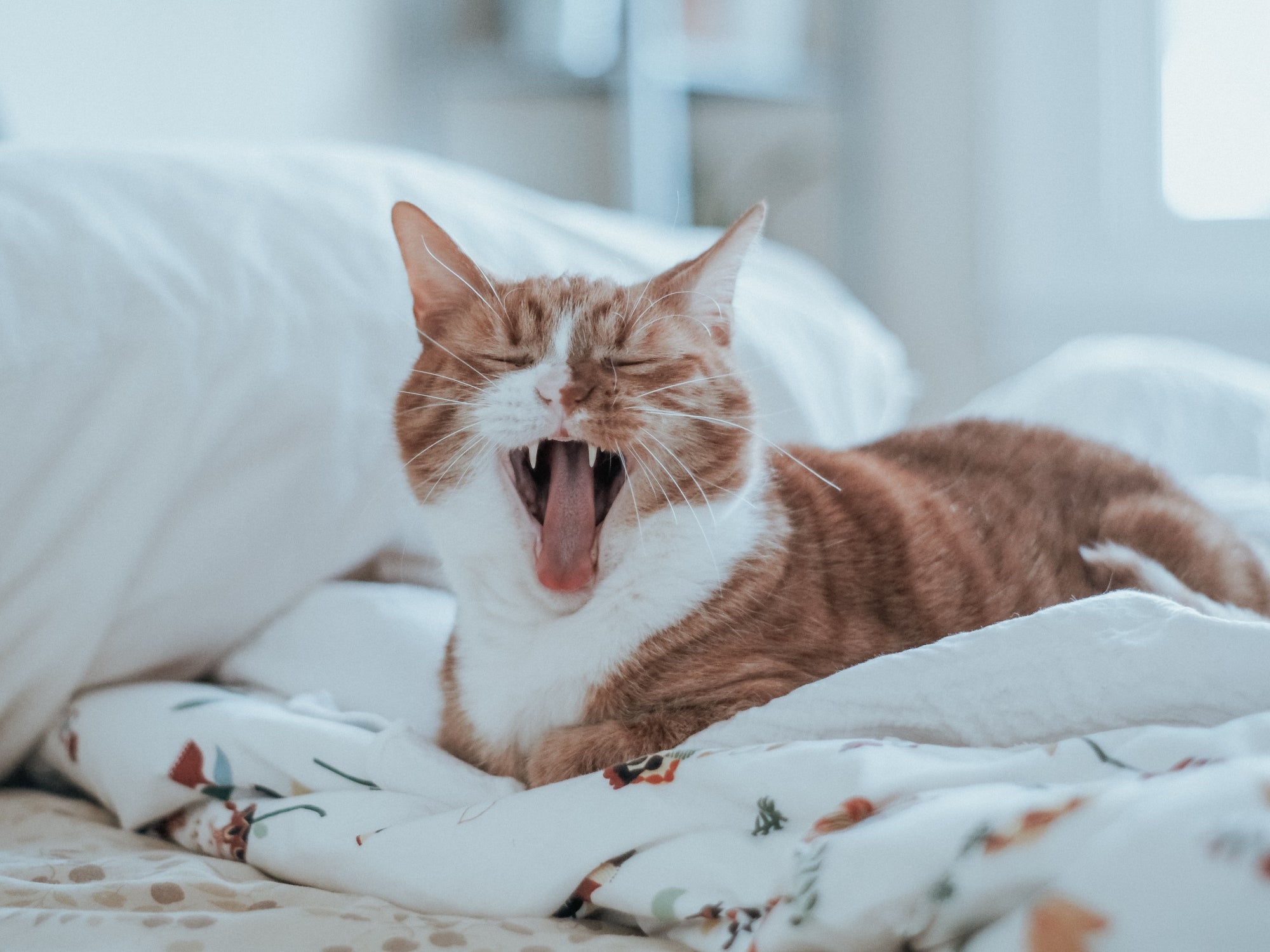 How to Perfect your Bedtime Routine: Sleep Better, Live Better – Hydrant